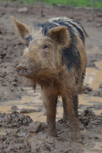 Choctaw Hog - Grit